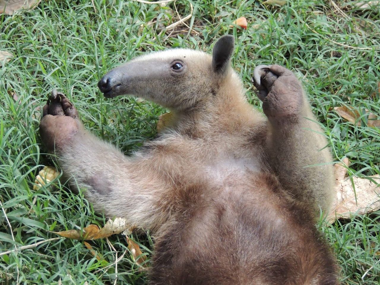 Corporación Autónoma Regional del Cesar